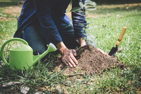 5 Strategies For Optimal Soil Care And Tree Nutrition