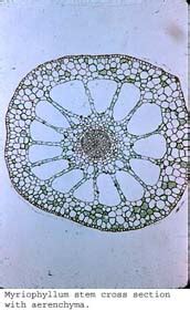 Parenchyma
