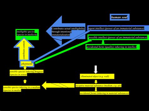 The Arrows And Yellow Color Indicate The Causal Origins Of The