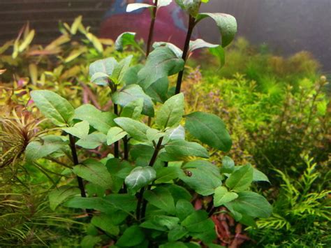 Acmella Repens Aquarium Plant Aquatank Rare Aquarium Plants