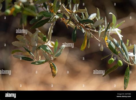 Disease In The Olive Tree Olive Leaf Spot Is A Fungus With The