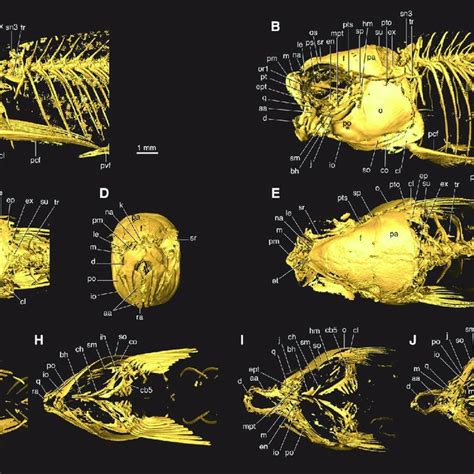 Micro Computed Tomography µct Based Skeletal Reconstructions Of The Download Scientific