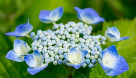 可愛的繡球花會「變色」還「有毒」！這7個紫陽花小知識，你知道嗎？ 樂吃購！日本