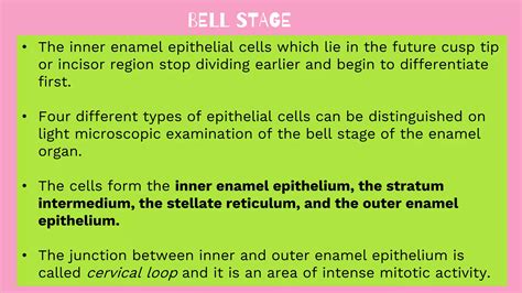 Development Of Tooth Pptx