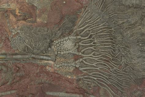 8 Silurian Fossil Crinoid Scyphocrinites Plate Morocco 230250