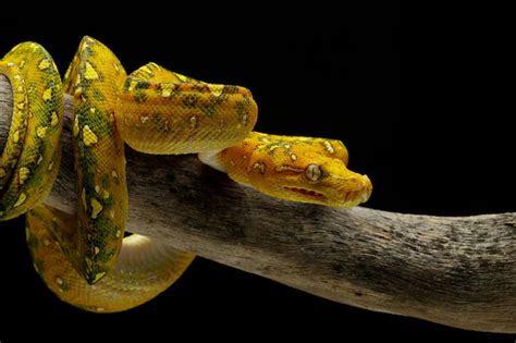 Как построить успешный карьерный путь Python разработчика после основ