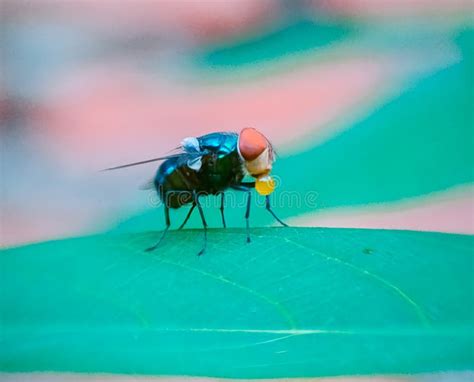 Green Flies Are Spreading The Plague Macro Photo Stock Image Image