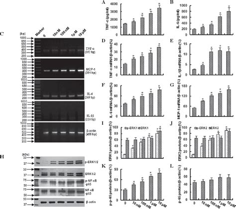 Figure 1 From Aspirin Attenuates Angiotensin II Induced Inflammation In