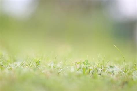 Premium Photo Green Grass