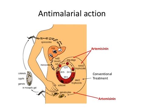 Antimalarial Drugs