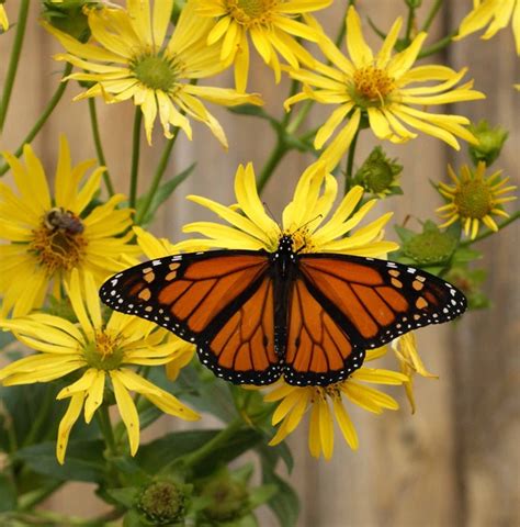Monarch Butterfly Flower Mix Great Basin Seeds