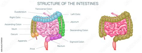 Obraz The Small Intestine Is Divided Into The Duodenum Jejunum And Ileum Small Intestine