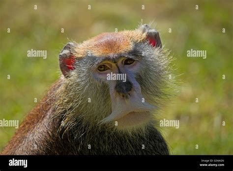 The Patas Monkey Erythrocebus Patas Known As The Hussar Monkey Stock