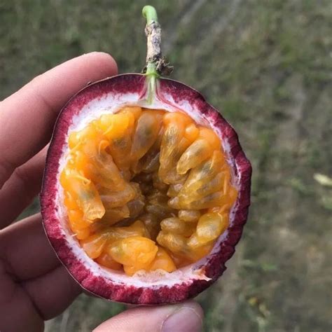 比較提高免疫力的幾種水果一起了解下吧 每日頭條