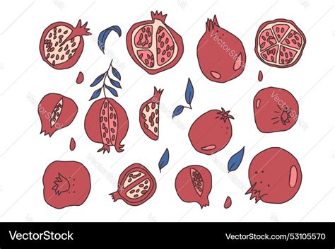 Pomegranates Set Whole And Half Fruits Hand Drawn Vector Image