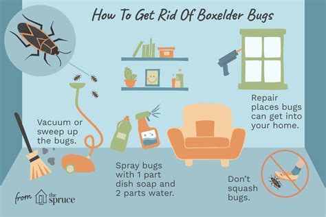 Box Elder Bugs Life Cycle