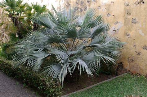 Ficha De La Brahea Armata