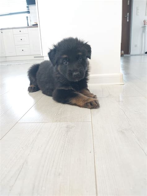 Szczeniaki Owczarek niemiecki długowłosy Hau Dog