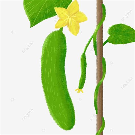 Cartoon Cucumber Clipart Hd PNG Cartoon Cucumber Growth Elements Summer Cucumber Plant PNG