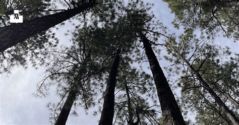 숲 속의 키 큰 나무들을 올려다보며 사진 Unsplash의 무료 파인탑 이미지