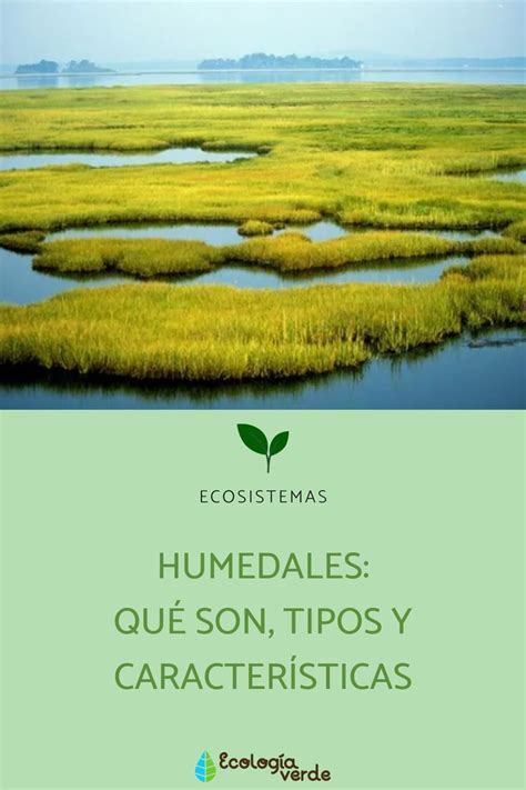 Humedales Qué Son Tipos Y Características Resumen Humedales