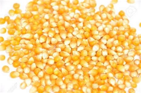 Natural Yellow Unfiltered Corn Kernel Whole Organic At ₹ 25kg In