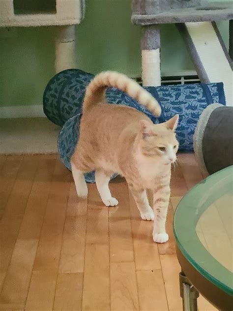 Why Is My Cats Tail Always Up Nearly Touching His Head Rcats