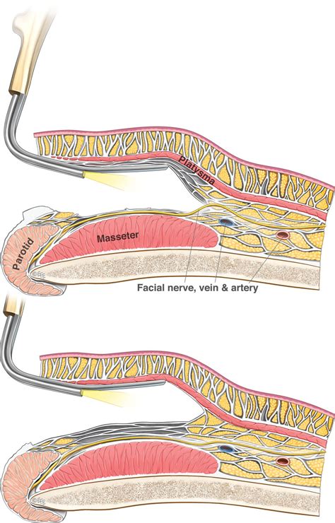 The Deep Fascia Of The Head And Neck Revisited Relationship With The