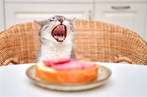 What Causes Cat Gagging And What To Do
