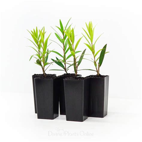 Callistemon Viminalis Wildfire Divine Plants Online Shop