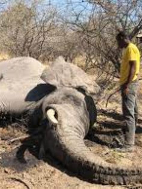 Whats Killing Botswanas Elephants Africa See Africa Today