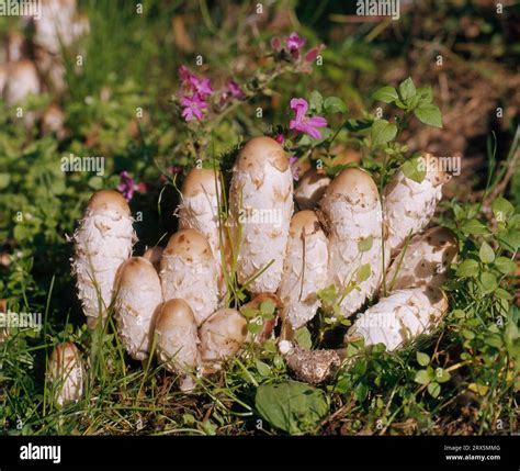 Shaggy Ink Cap Coprinus Comatus Also Known As Asparagus Mushroom Due