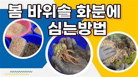 봄 바위솔 심는방법 화분에심기 하엽정리 이렇게 하세요 Youtube