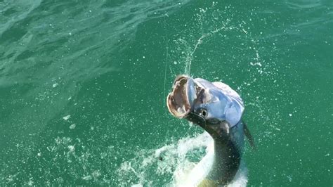 TARPON! [video]
