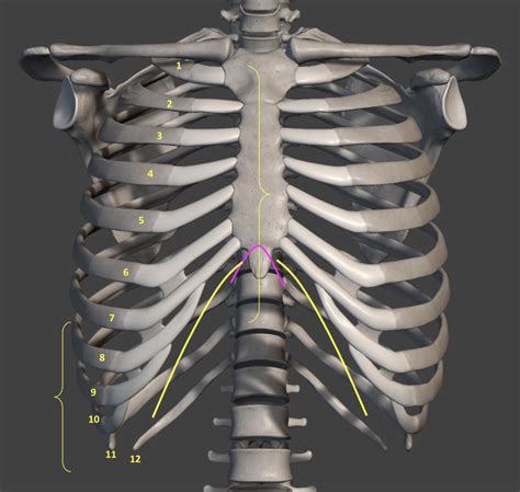 Rib Cage Diagram Quizlet