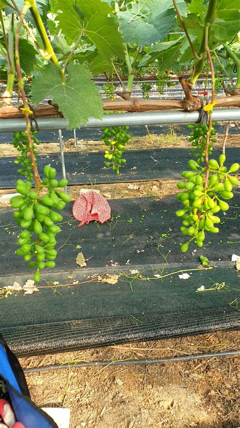 쉐프의 정원 Item 1 홈 패키지 ※상품구성※ 멀티리프 버터헤드레터스 통로메인 루꼴라 라디치오 샬롯교나 레디쉬 등 유기농 고급진 채소들로 구성되어져