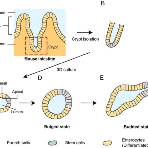 Generation Of Intestinal Organoid And Its Morphogenesis In 3d Culture