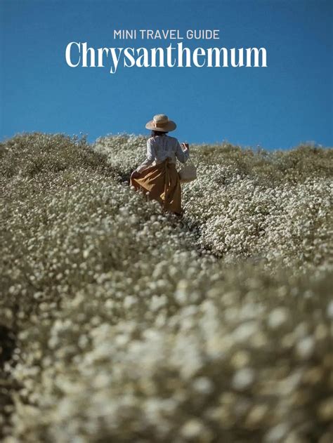 ทุ่งดอกเก๊กฮวย บ้านอมลอง แกลเลอรีที่โพสต์โดย Lazy Coup Lemon8