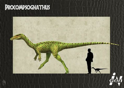 Procompsognathus • Dinosaurs Pictures And Facts Procompsognathus • Dinosaurs Pictures And Facts