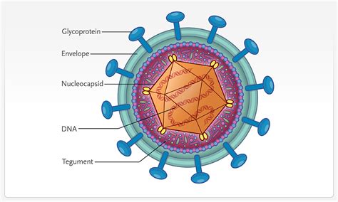 Herpes Simplex Virus Hsv 1 An Overview 51 Off