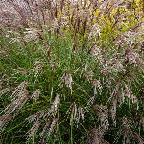 Miscanthus Sinensis Ruby Cute