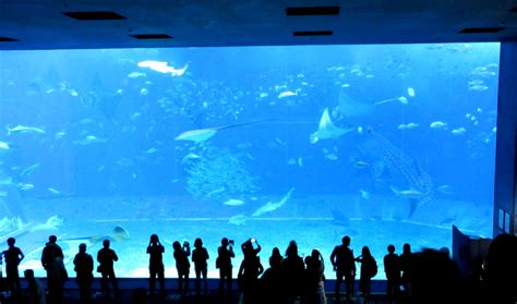 【お客様からお写真をいただきました】「沖縄美ら海水族館」 株式会社マエダ｜南大阪 松原市 富田林市 車検 修理 板金 新車 中古車 未使用