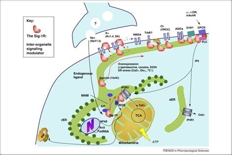 Sigma 1 Receptor Alchetron The Free Social Encyclopedia