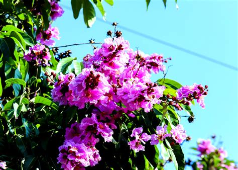 Bâng Khuâng Mùa Hoa Bằng Lăng Báo Hà Giang điện Tử