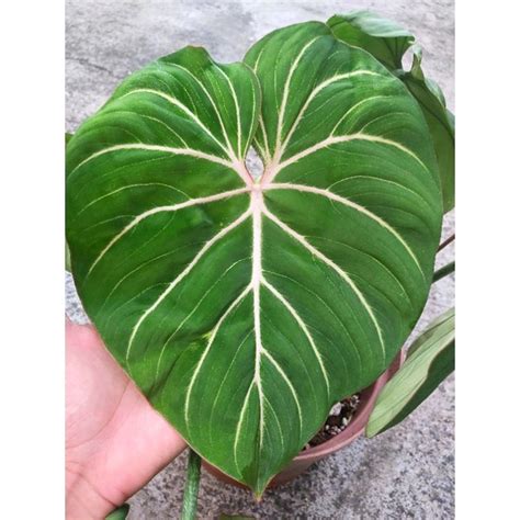 圓柄錦緞蔓綠絨 Philodendron Gloriosum 觀葉植物 雨林植物 蔓綠絨 室內 盆栽 彩葉芋 鹿角蕨 蝦皮購物