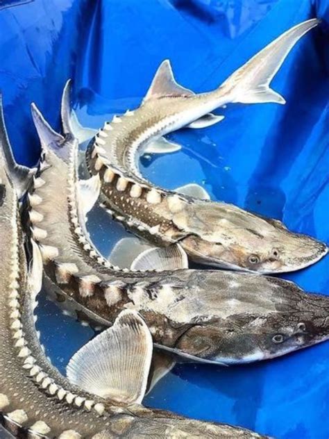7 Oldest Animal Species That Are Still Living On Earth Times Now