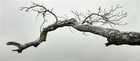 Premium Photo Tree Limb Separated