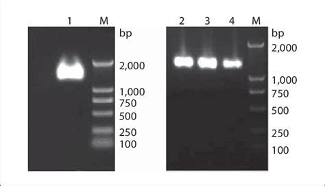The Results Of Purified Armored Rna By Cscl Gradient Centrifugation 1