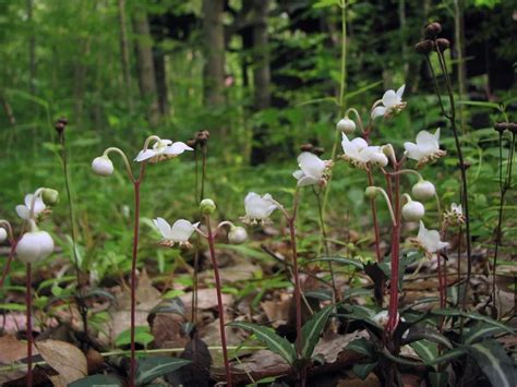 Spotted Wintergreen Bare Root Plant Chimaphila Maculata