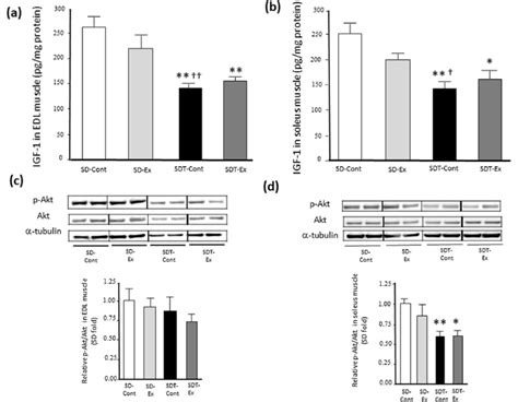Protein Expression Of Insulin Like Growth Factor 1 Igf 1 And